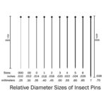 Insect Pins - Find the Best Insect Pin For You - Ecology Supplies