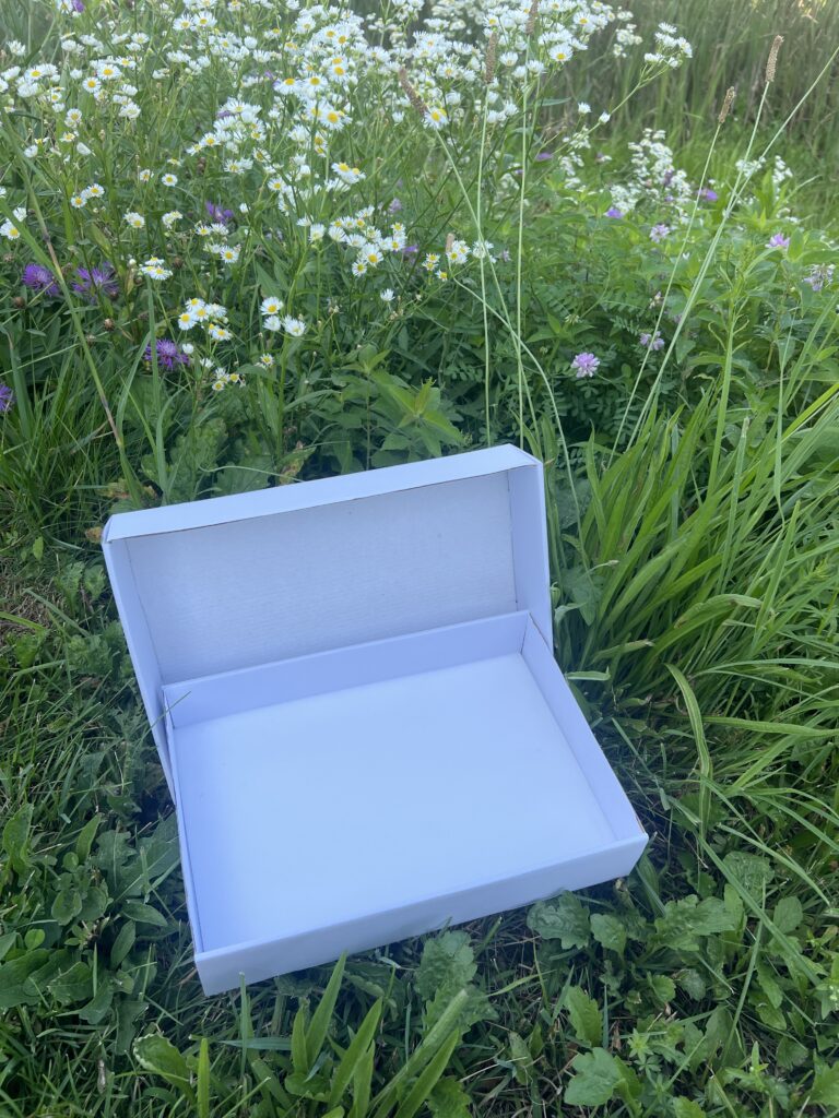 Folding Insect Storage Box (10 Pack) - Ecology Supplies