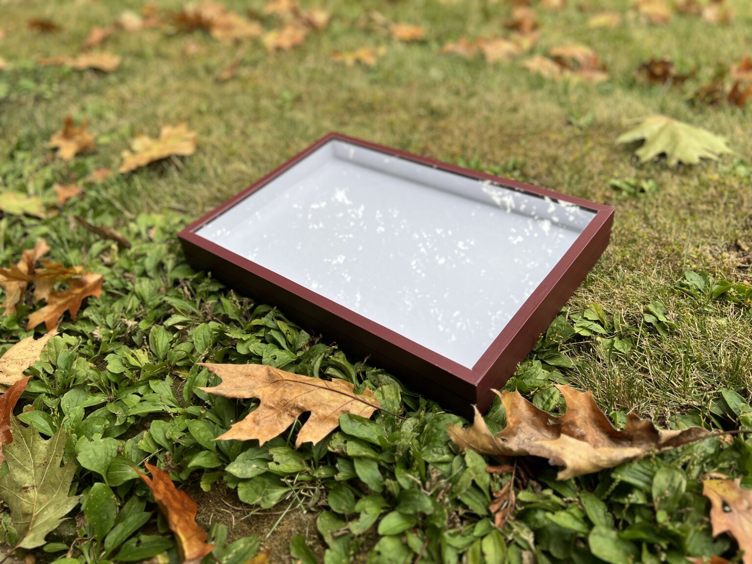 Insect Display Box - Ecology Supplies